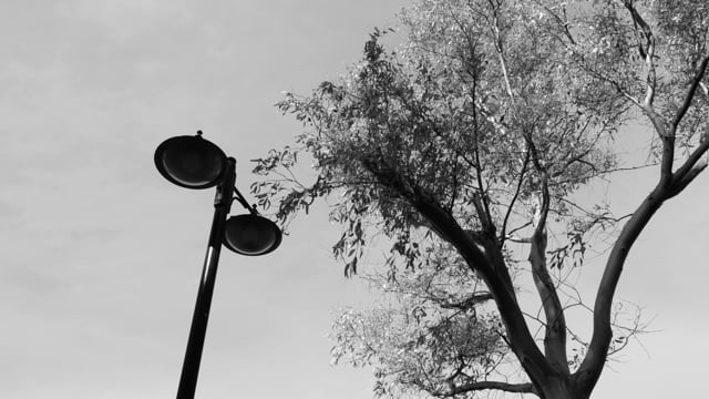 Lamp, Street, Tree. Free Stock Video - Pixabay