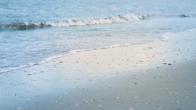 20+ Free Sea Shells & Sea Videos, HD & 4K Clips - Pixabay
