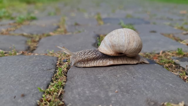 Snail Slug Slow - Free video on Pixabay - Pixabay