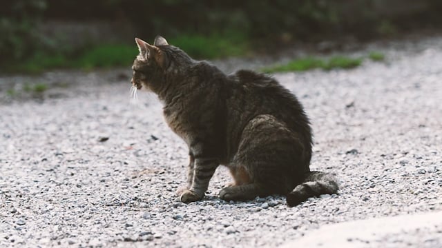 Cat, Animal, Moving. Free Stock Video - Pixabay