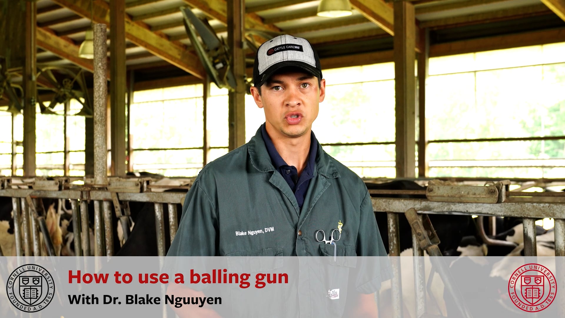 Foundation Course VII - Bovine Clinical Skills and Handling - How to ...