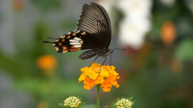 200+ Free Pollination & Insect Videos, HD & 4K Clips - Pixabay