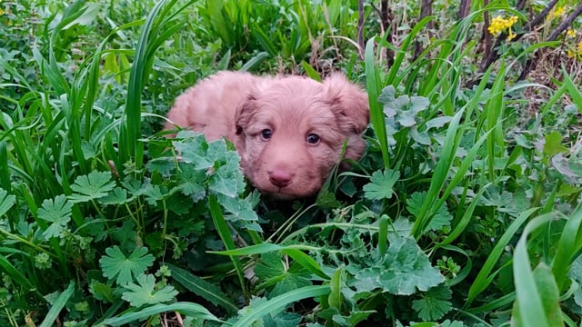 Dog Puppy Young - Free video on Pixabay