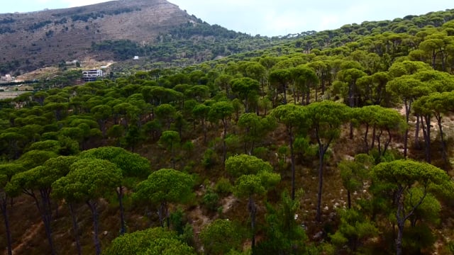 Lebanon Videos: Download 48+ Free 4K & HD Stock Footage Clips - Pixabay