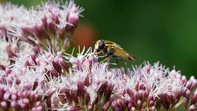 Insecto Flor Polinizar - Free video on Pixabay - Pixabay