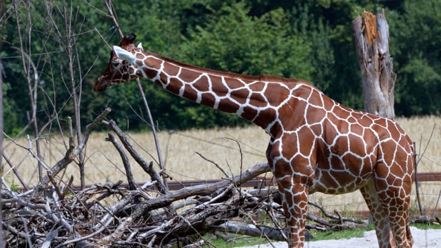 Jirafa Mamífero Grande - Video gratis en Pixabay