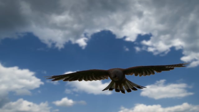Buse Rapace Oiseau Oiseaux De - Free video on Pixabay - Pixabay