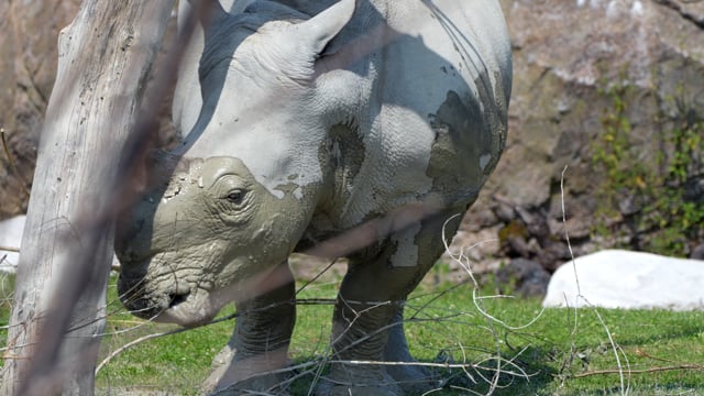 Welfare Videos: Download 5+ Free 4K & HD Stock Footage Clips - Pixabay