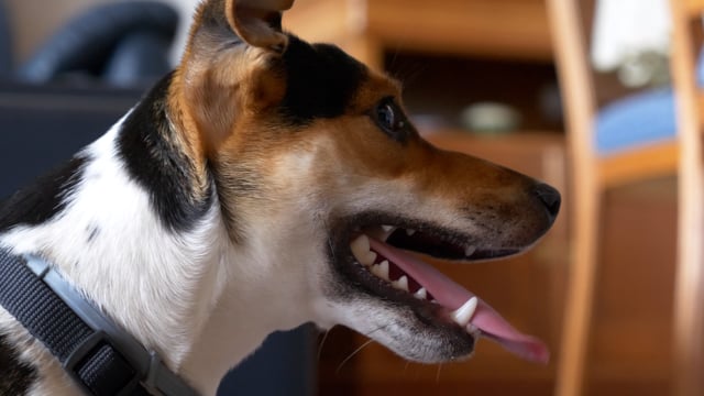 200+ Free Dog & Animal Videos, HD & 4K Clips - Pixabay
