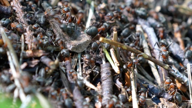 Ants, Nest, Insect. Free Stock Video - Pixabay