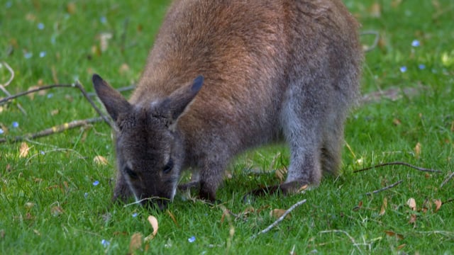 Kangaroo, Wolf Down, Feed. Free Stock Video - Pixabay