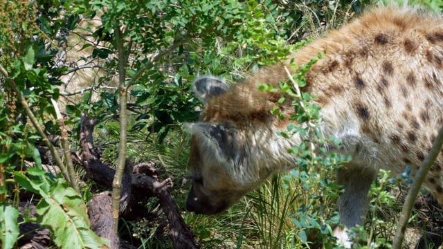 Hyena Fur Dotted - Free video on Pixabay