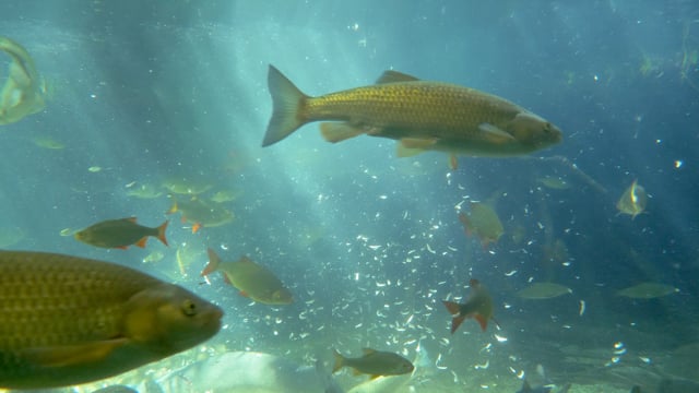 Fish Carp Flow - Free video on Pixabay