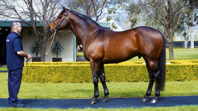 Pride Of Dubai - Stallion | Breednet