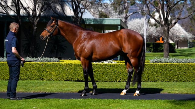 King's Legacy - Stallion | Breednet