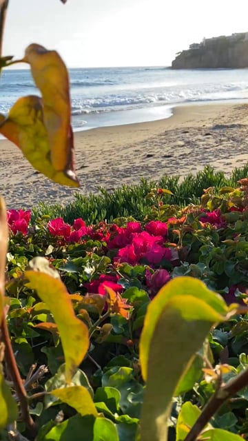 Fleur Mer Soleil - Free video on Pixabay - Pixabay