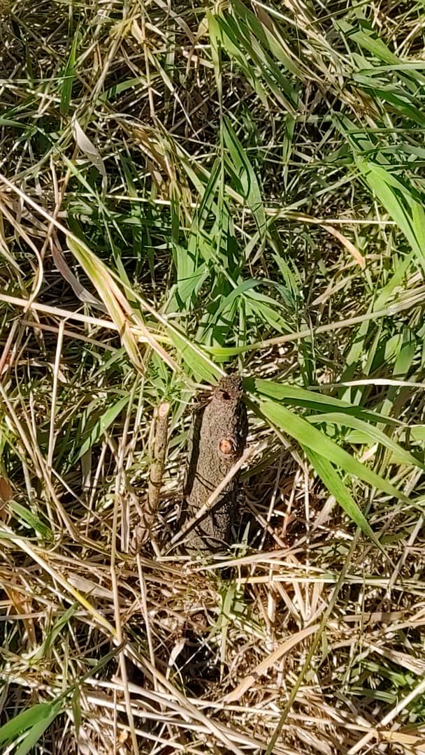 Beaver spears in long grass on Vimeo