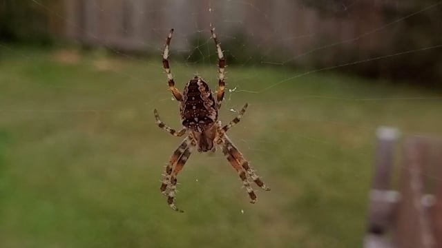 Spider Insect Web - Free video on Pixabay