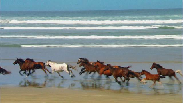 Wildlife - Windows 7 Demo Video 720p HD