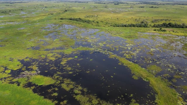 Swamp Lake Plants - Free video on Pixabay