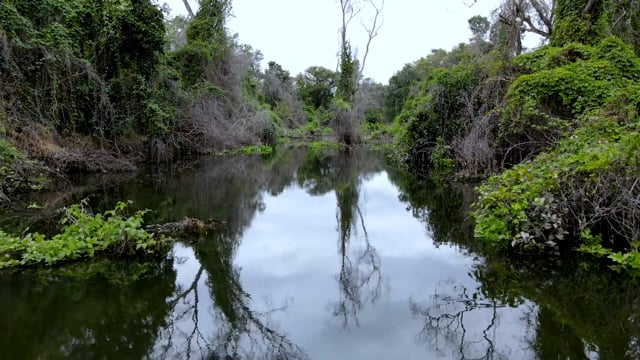 Swamp Videos: Download 105+ Free 4K & HD Stock Footage Clips - Pixabay