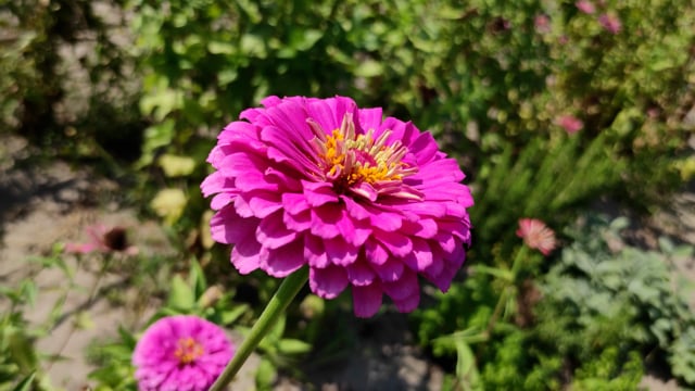 Flower Pink Petals Free Stock Video - Pixabay