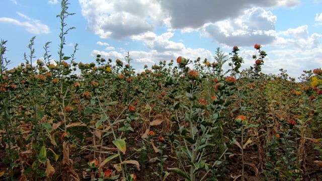 Field Safflower Flowers - Free video on Pixabay