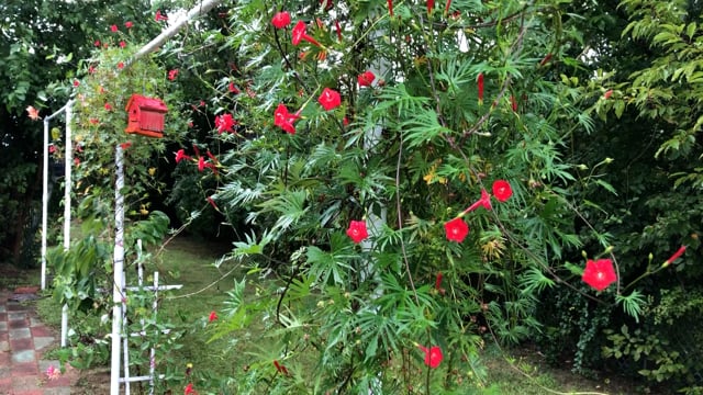 Cardinal Climber, Red Vine, Garden Vine. Free Stock Video - Pixabay