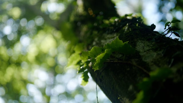 Leaves, Foliage, Tree. Free Stock Video - Pixabay