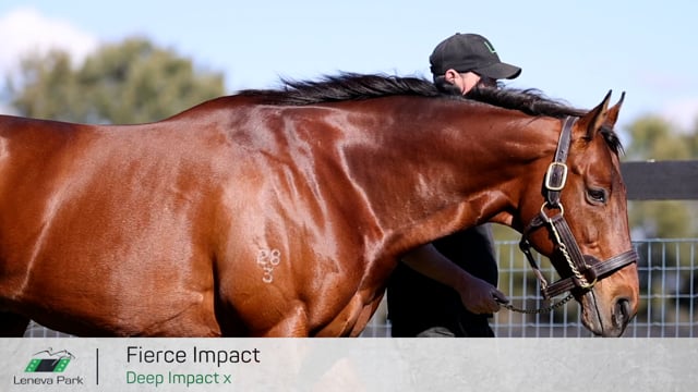 Fierce Impact - Stallion | Breednet