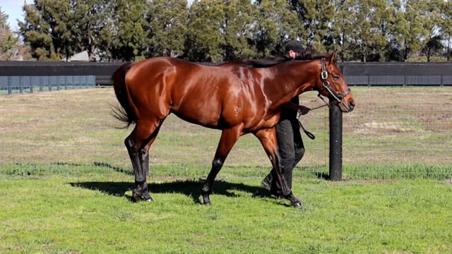 Fierce Impact - Stallion | Breednet