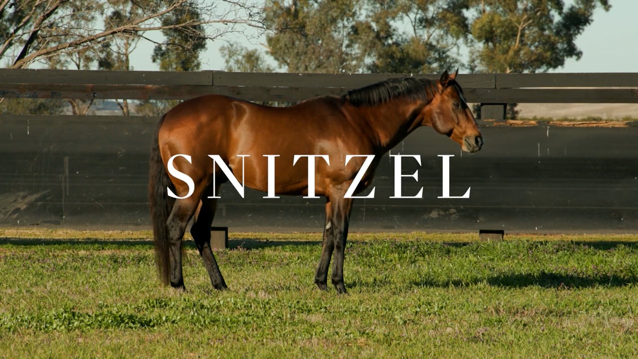 2021 Virtual Stallion Parade - Snitzel.mp4 on Vimeo