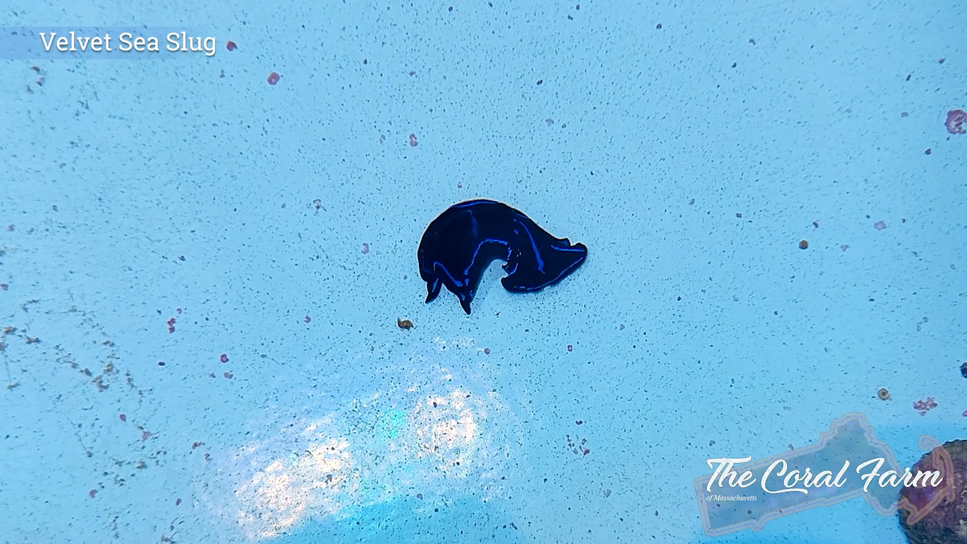 Velvet Sea Slug on Vimeo
