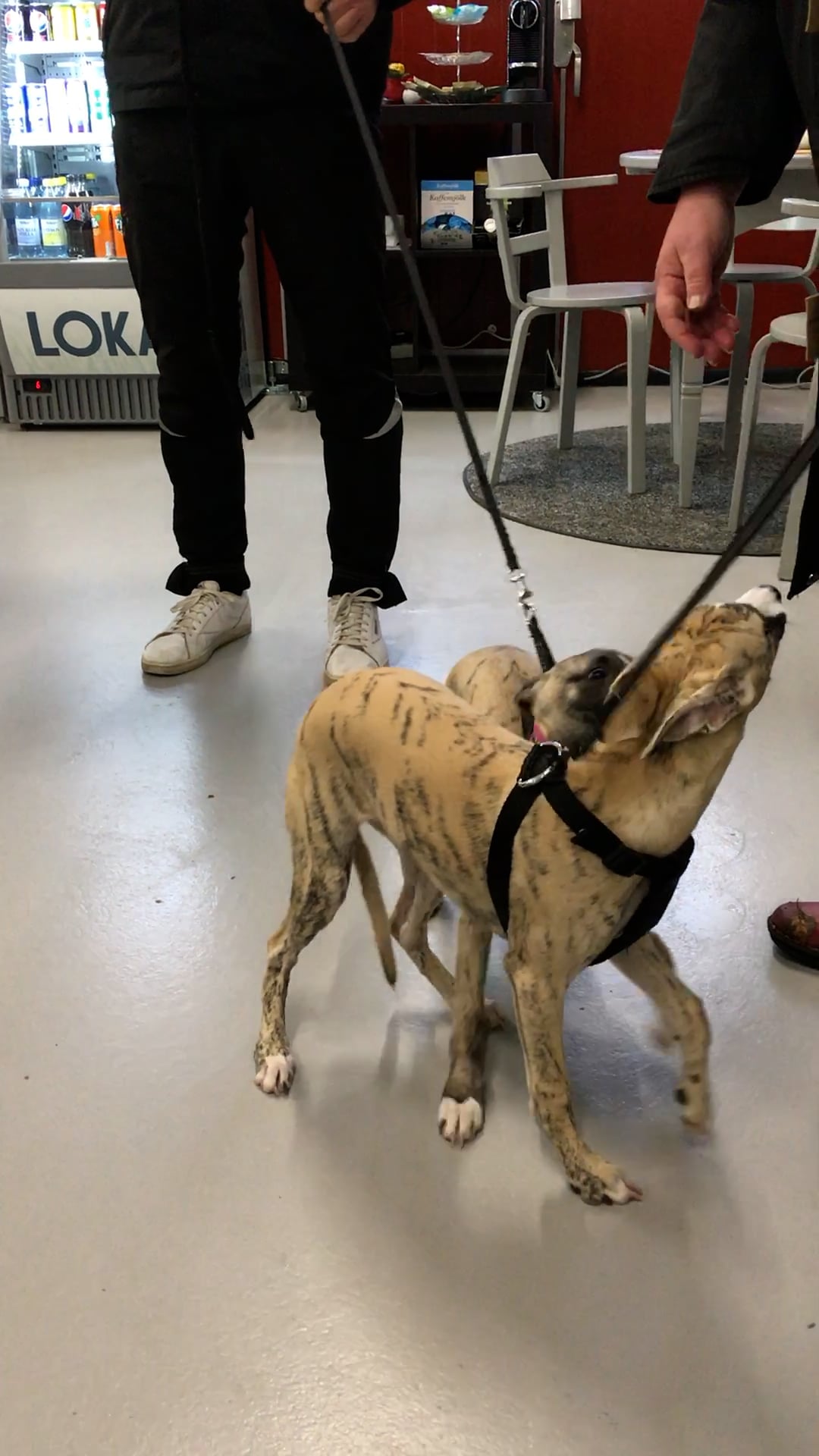 27-march - surprise metting with syster Siri on Vimeo