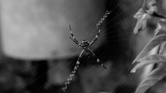 Spider, Insect, Web. Free Stock Video - Pixabay