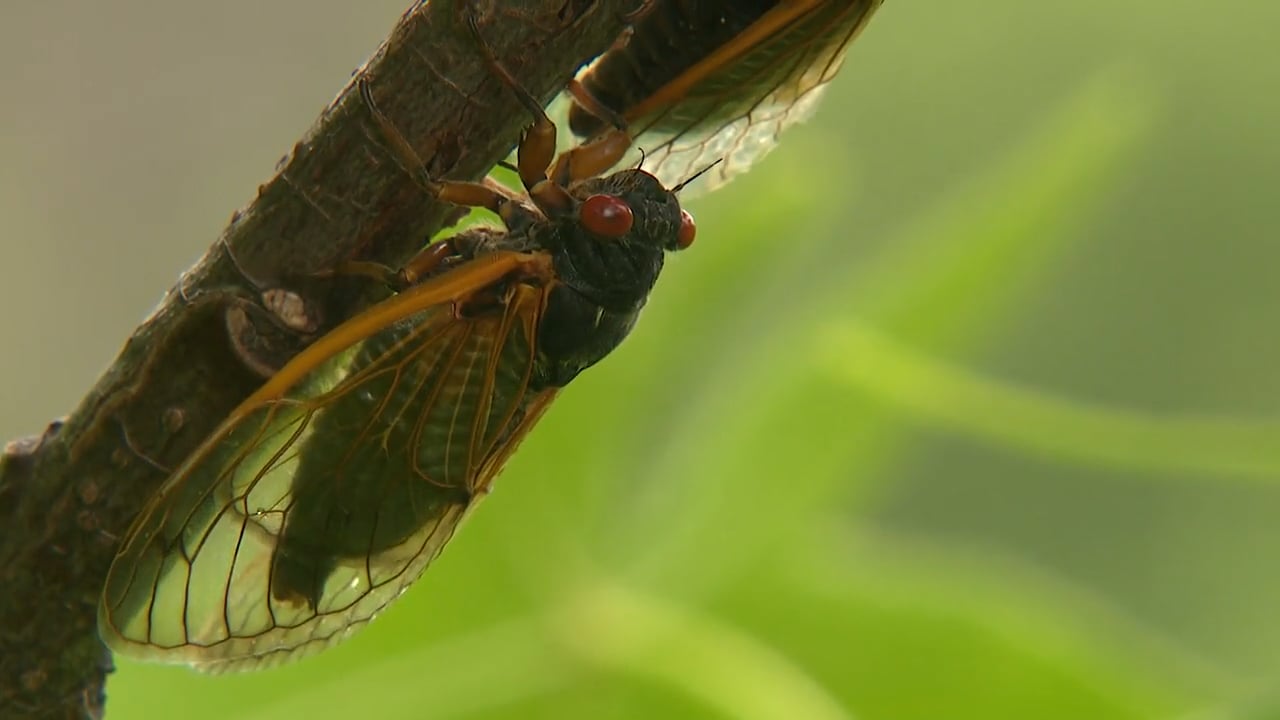 Cicada Parade-a on Vimeo