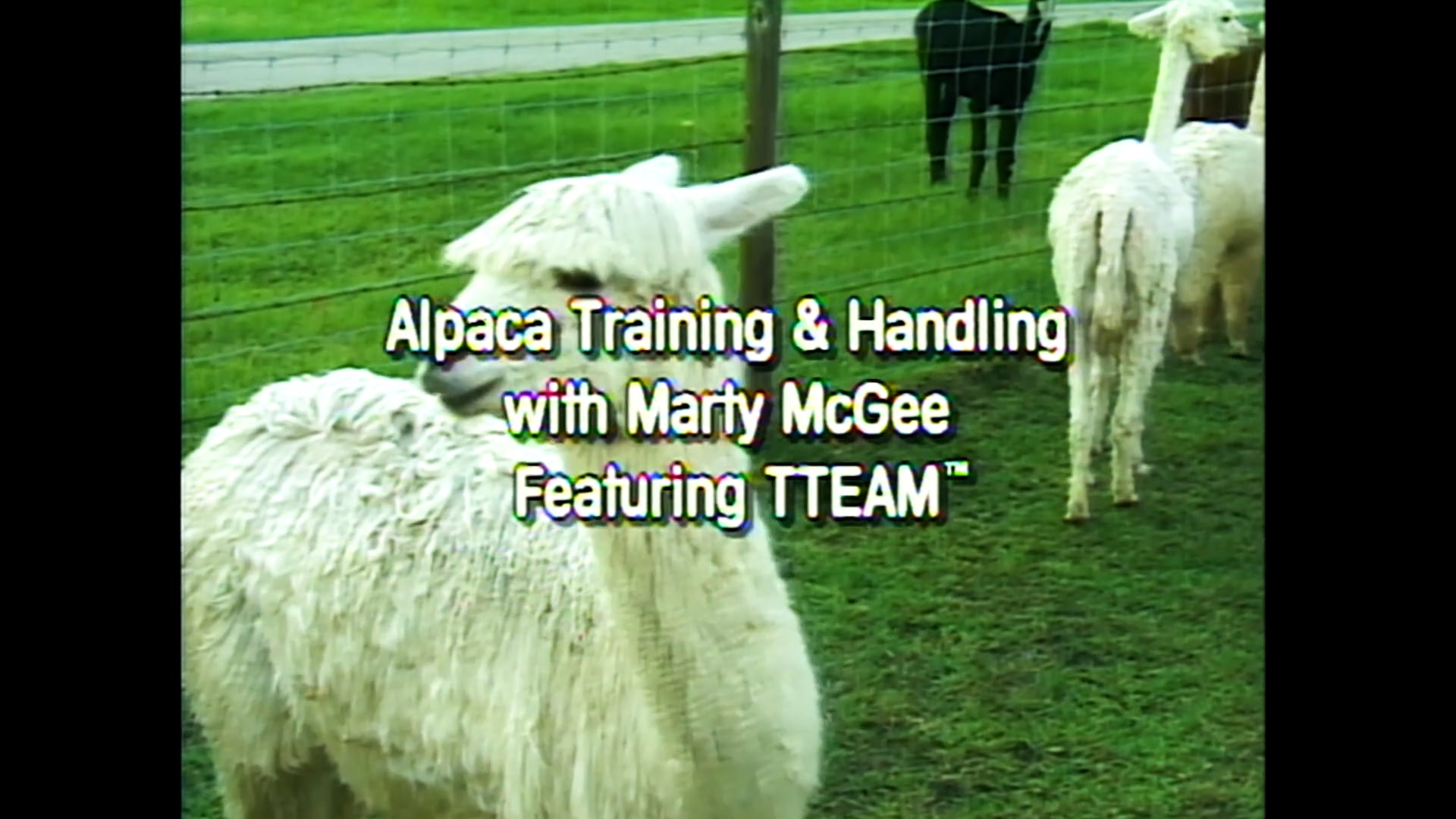 Watch Alpaca Training & Handling with Marty McGee Bennett featuring ...