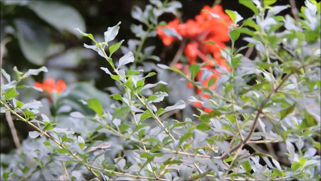 Flor Vento - Free video on Pixabay - Pixabay