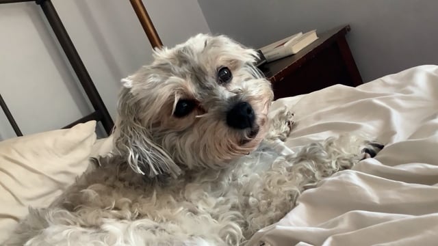 狗 哈瓦那 宠物 - Free video on Pixabay - Pixabay