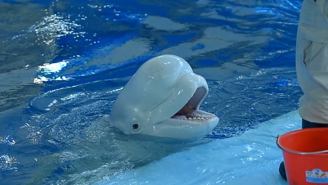 Beluga, Animal, Whale. Free Stock Video - Pixabay