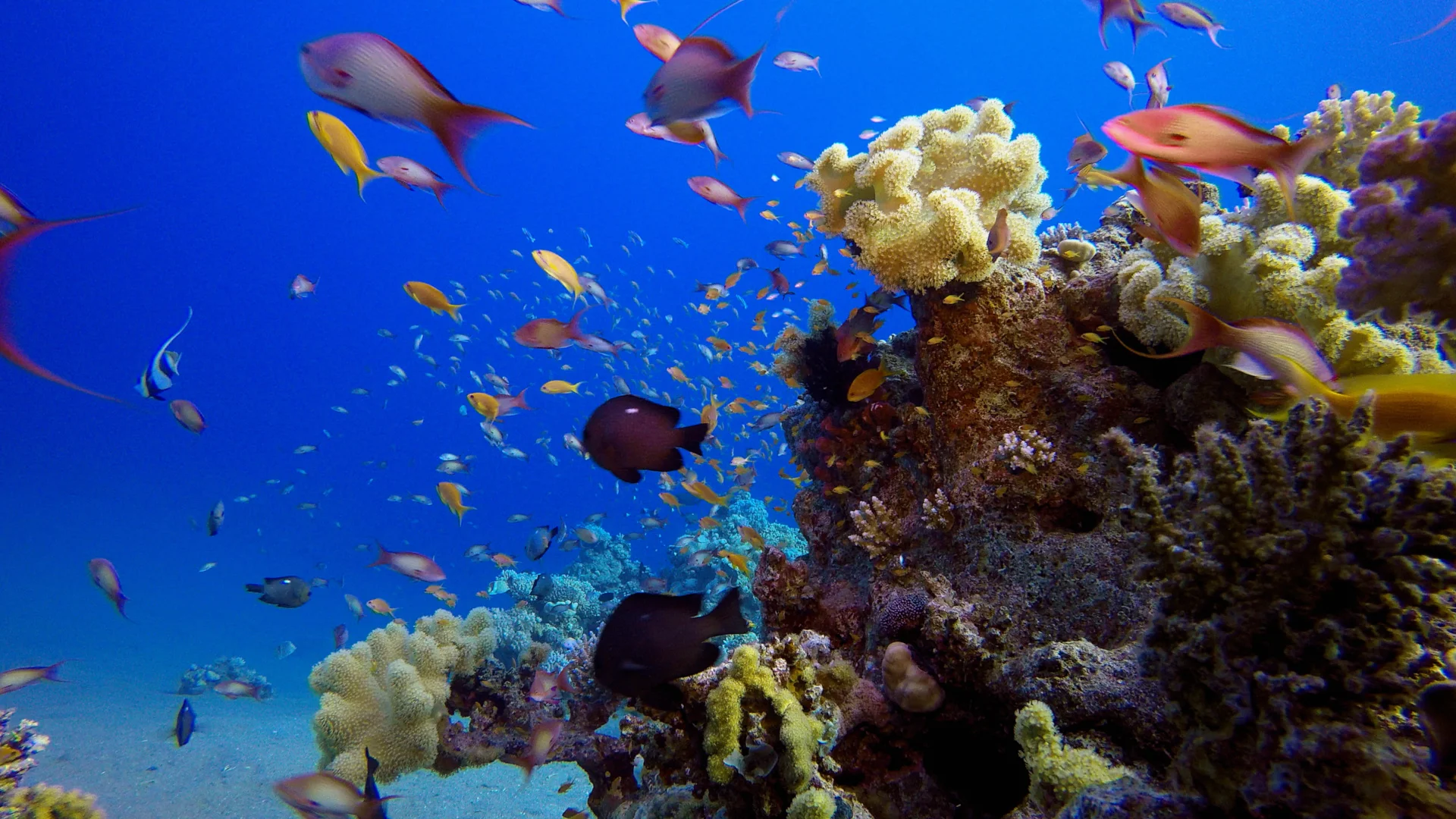 underwater-scene-coral-reef- on Vimeo