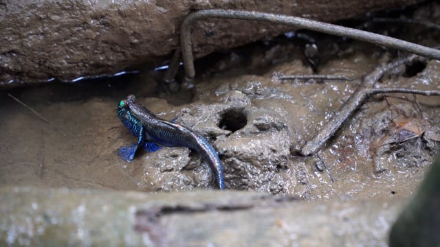 Mudfish River Country - Free video on Pixabay