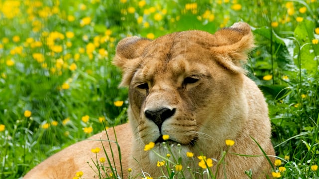Leoa Gato Grande Predador - Free video on Pixabay
