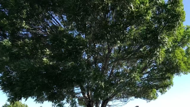 Windy, Nature, Tree. Free Stock Video - Pixabay