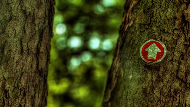 Tree Bark Log - Free video on Pixabay