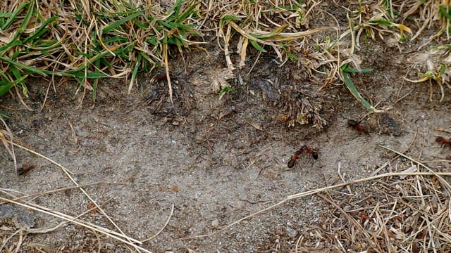 Formigas Vermelhas Insetos Formica - Free video on Pixabay - Pixabay