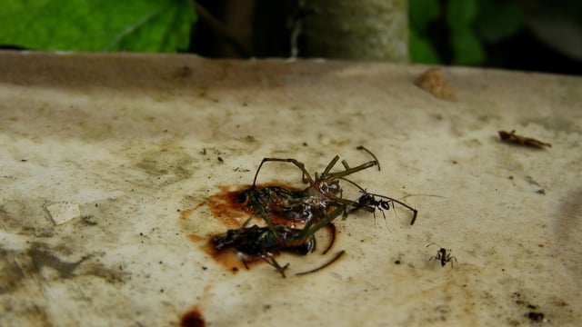 Ants Spider Insects - Free video on Pixabay