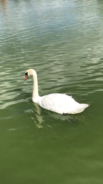 Swan, Swans, Bird. Free Stock Video - Pixabay