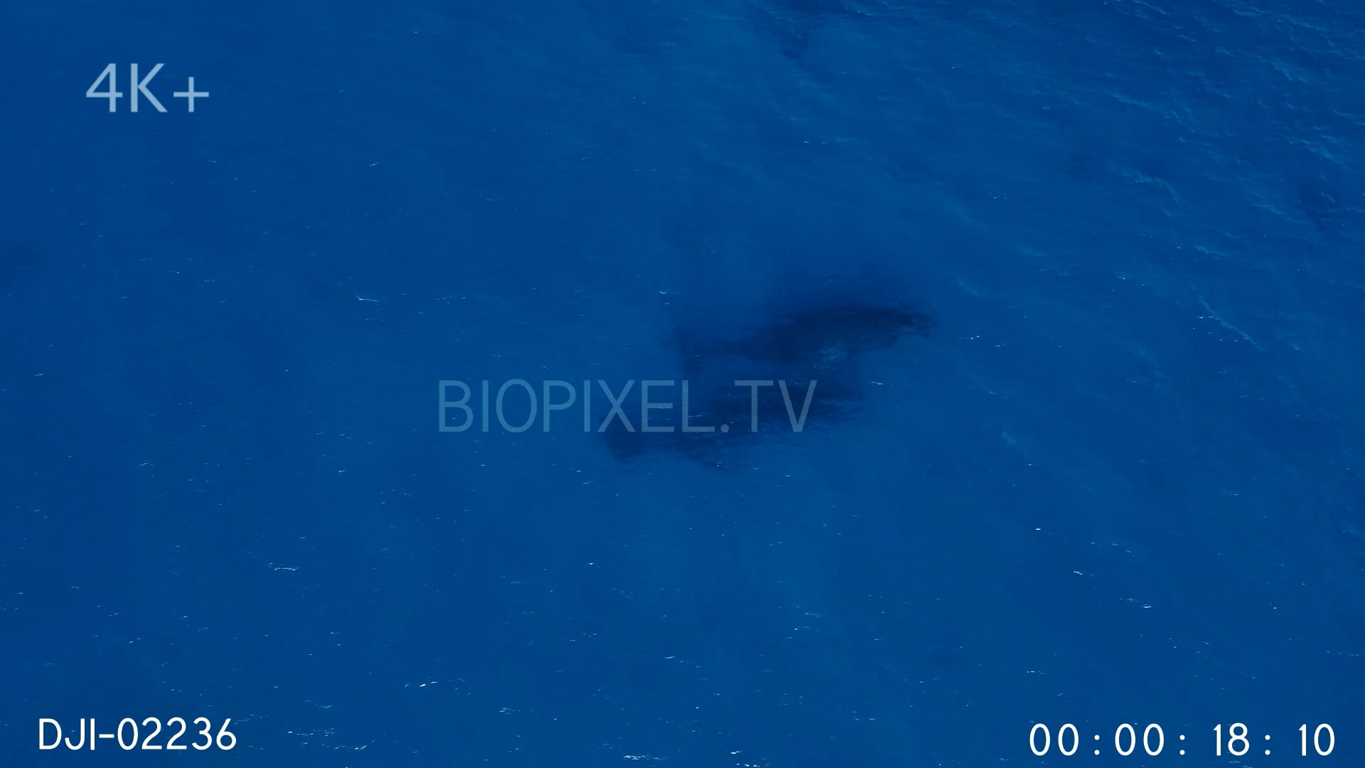 Endangered Species - Aerial - Pair of humpback travelling along reef ...