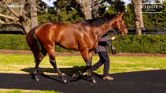 Doubtland - Stallion | Breednet